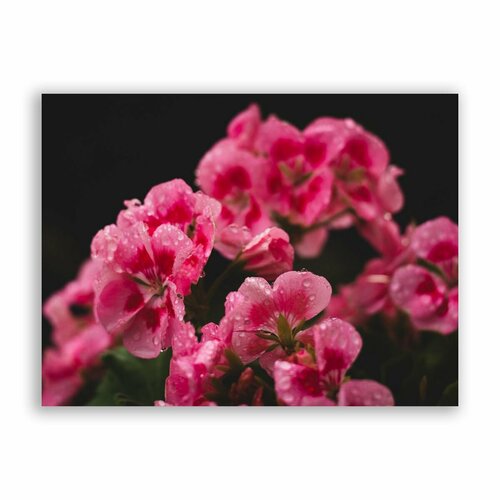 Постер цветы на бумаге / Герань / Размер 30 x 40 см