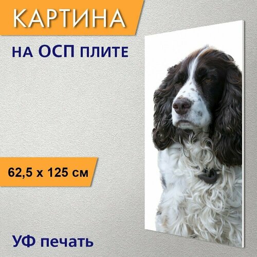 Вертикальная картина на ОСП "Собака, английский спрингер спаниель, спрингер спаниель" 62x125 см. для интерьериа
