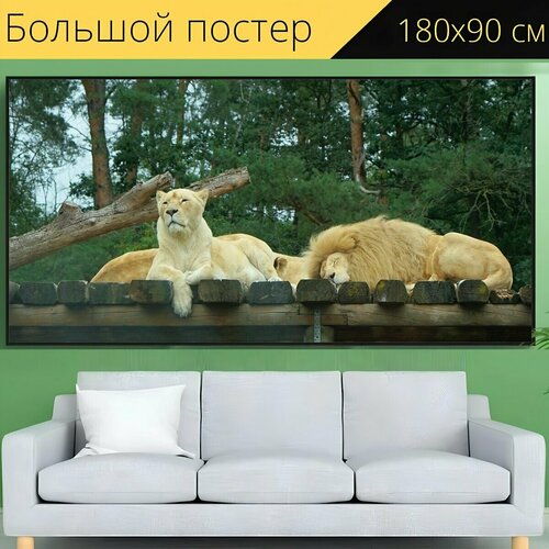 Большой постер "Лев, львица, хищник" 180 x 90 см. для интерьера