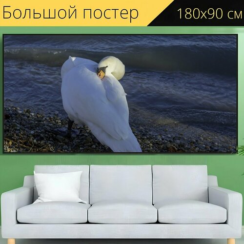 Большой постер "Лебедь, кэм, водоплавающая птица" 180 x 90 см. для интерьера