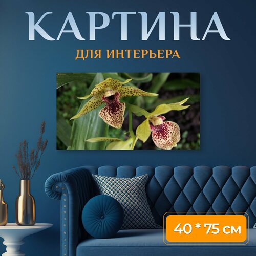 Картина на холсте "Орхидея, флора, природа" на подрамнике 75х40 см. для интерьера