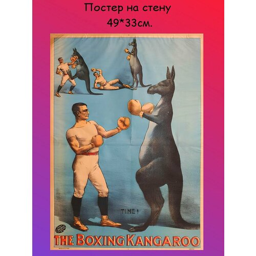 Постер, плакат на стену Кенгуру Боксер 49х33 см (А3+)