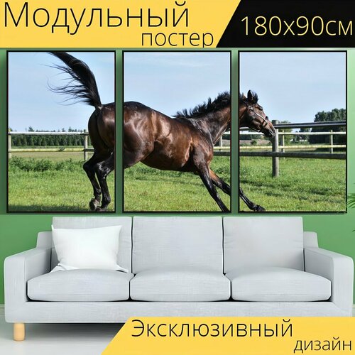 Модульный постер "Лошадь, трава, бежать" 180 x 90 см. для интерьера