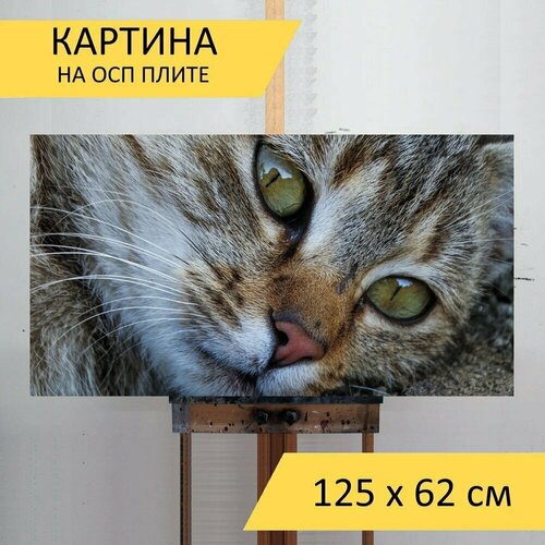 Картина на ОСП 125х62 см. "Кот, глаза, кошачий нос" горизонтальная, для интерьера, с креплениями
