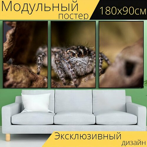 Модульный постер "Паук, пауки, паукообразный" 180 x 90 см. для интерьера