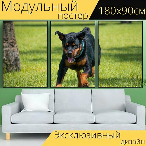 Модульный постер "Собака, бег, доберман" 180 x 90 см. для интерьера