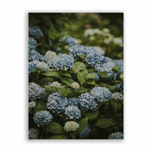 Постер цветы на бумаге / Гортензия / Размер 30 x 40 см