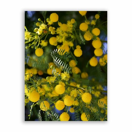 Постер цветы на бумаге / Мимоза / Размер 40 x 53 см