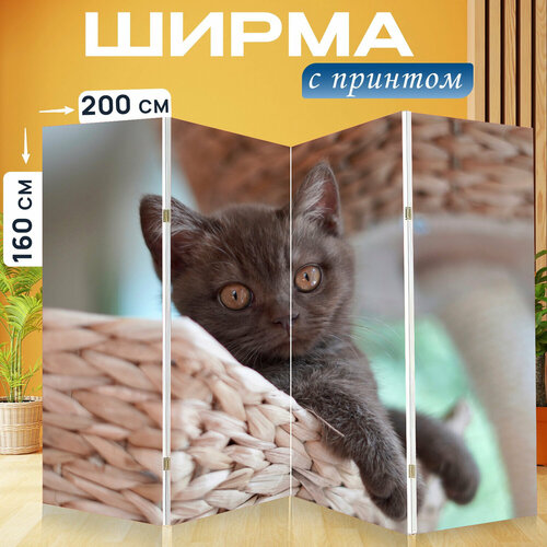 Ширма перегородка с принтом "Котенок, кошка ребенок, домашняя кошка" на холсте - 200x160 см. для зонирования, раскладная