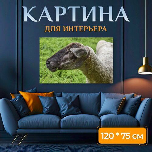 Картина на холсте "Животное, овец, шерсть" на подрамнике 120х75 см. для интерьера