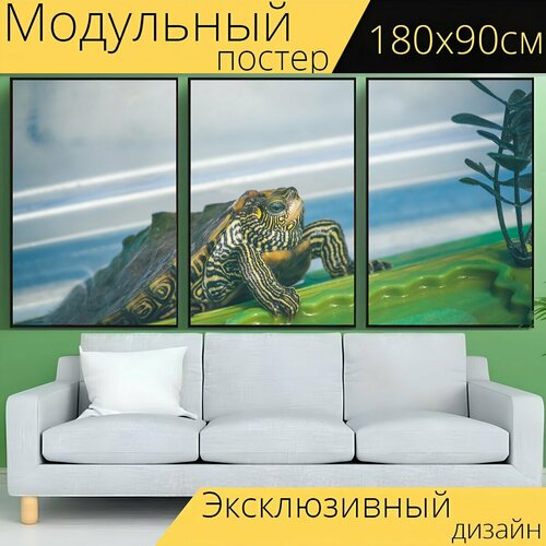 Модульный постер "Черепаха, рептилия, оболочка" 180 x 90 см. для интерьера