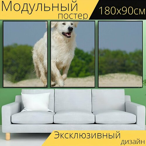 Модульный постер "Золотистый ретривер, играть, собака" 180 x 90 см. для интерьера