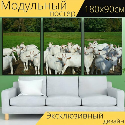 Модульный постер "Белая коза, животное, млекопитающее" 180 x 90 см. для интерьера