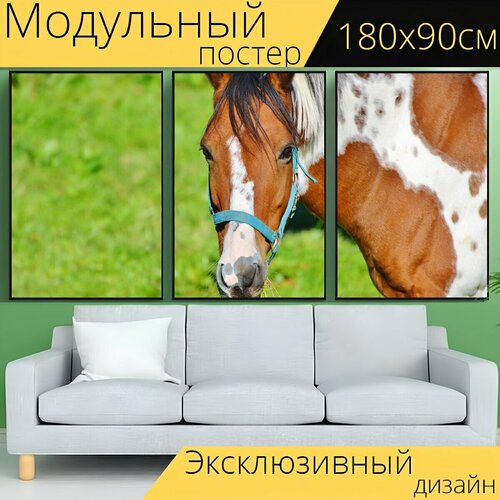 Модульный постер "Лошадь, езда на лошади, конный спорт" 180 x 90 см. для интерьера