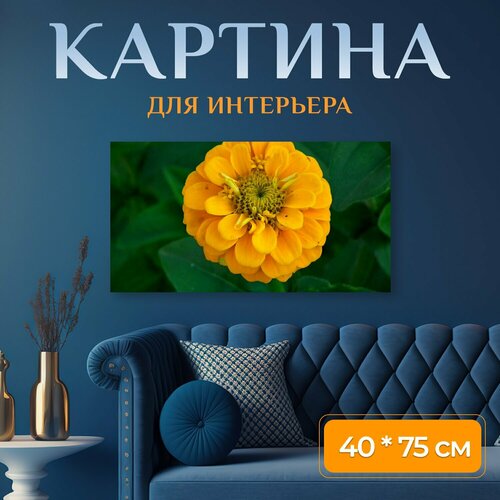 Картина на холсте "Цинния, цветок, желтый" на подрамнике 75х40 см. для интерьера
