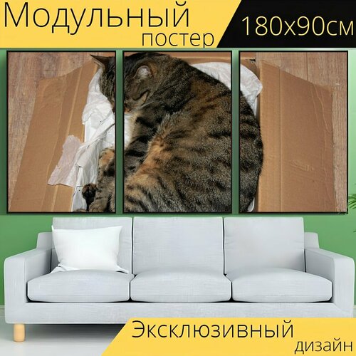Модульный постер "Кот, картонная коробка, домашняя кошка" 180 x 90 см. для интерьера