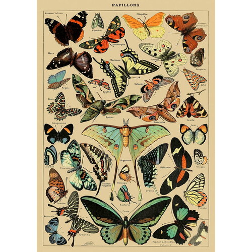 Плакат, постер иллюстрация чешуекрылые, бабочки на холсте, размер 60х84см