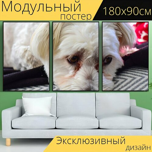 Модульный постер "Собака, милый, белый" 180 x 90 см. для интерьера