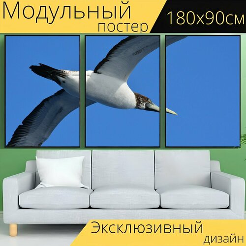 Модульный постер "Морская птица, молодой олуш, атлантический" 180 x 90 см. для интерьера