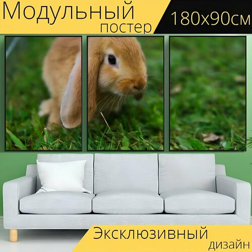 Модульный постер "Кролик, милый, лужайка" 180 x 90 см. для интерьера