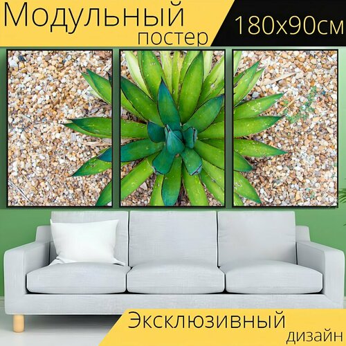 Модульный постер "Сочный, кактус, ботанический" 180 x 90 см. для интерьера