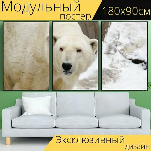 Модульный постер "Белый медведь, медведица, снег" 180 x 90 см. для интерьера