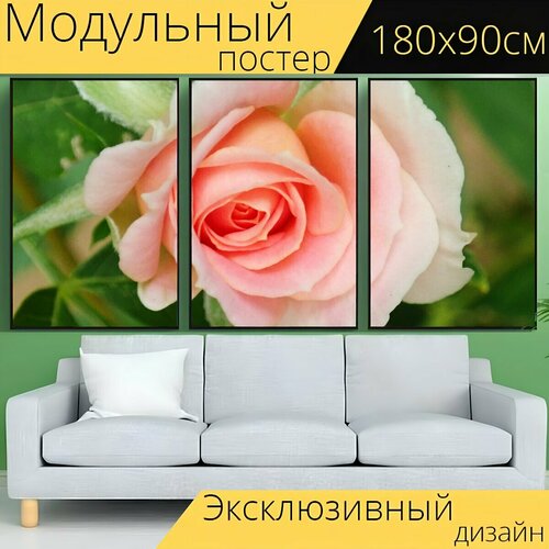 Модульный постер "Цветок, роза, розовый" 180 x 90 см. для интерьера