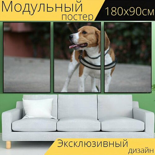 Модульный постер "Бигль, собака, коричневый" 180 x 90 см. для интерьера