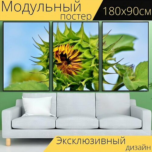 Модульный постер "Подсолнух, цветок, лепестки" 180 x 90 см. для интерьера