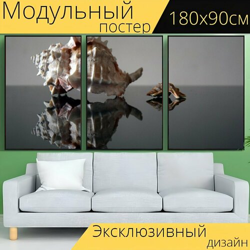 Модульный постер "Морская ракушка, справочная информация, природа" 180 x 90 см. для интерьера