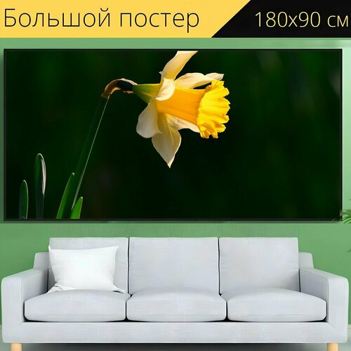 Большой постер "Нарцисс, цветок весны, завод" 180 x 90 см. для интерьера