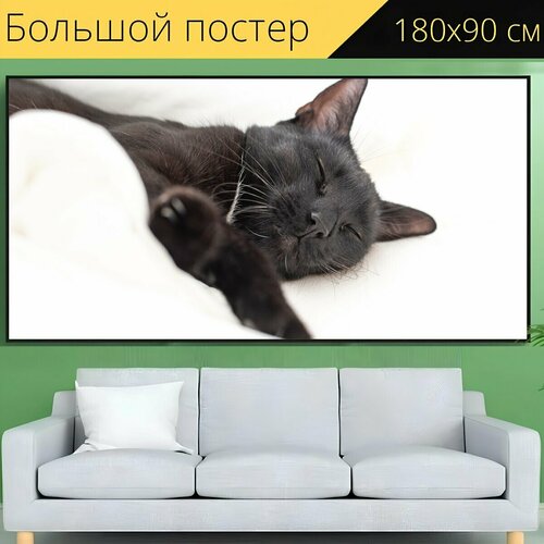 Большой постер "Котенок, кошка, черный кот" 180 x 90 см. для интерьера