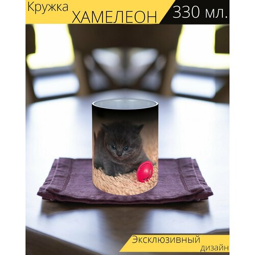 Кружка хамелеон с принтом "Британская короткошерстная кошка, котенок, кошка" 330 мл.