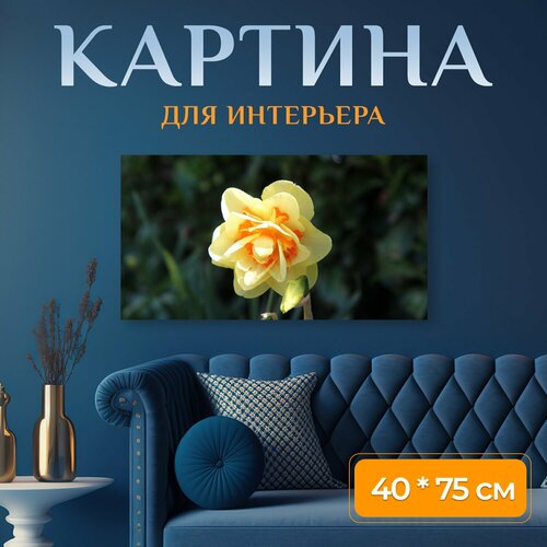Картина на холсте "Нарцисс, цветок, завод" на подрамнике 75х40 см. для интерьера