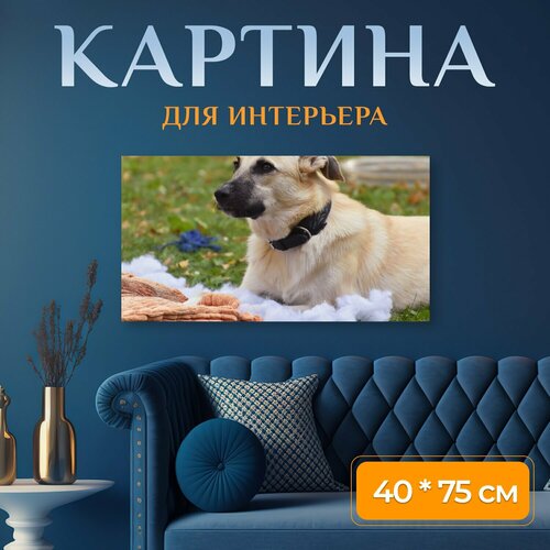 Картина на холсте "Собака, домашний питомец, подушка" на подрамнике 75х40 см. для интерьера