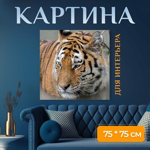 Картина на холсте "Тигр, зум, гельзенкирхен зоопарк" на подрамнике 75х75 см. для интерьера