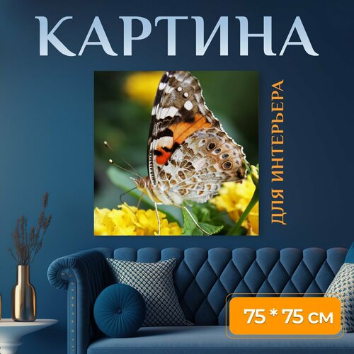 Картина на холсте "Бабочка, насекомое, природа" на подрамнике 75х75 см. для интерьера