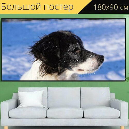 Большой постер "Собака, снег, портрет" 180 x 90 см. для интерьера