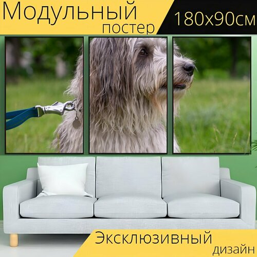 Модульный постер "Собака, гибридный, домашнее животное" 180 x 90 см. для интерьера