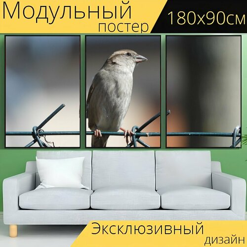 Модульный постер "Воробей, птица, весна" 180 x 90 см. для интерьера