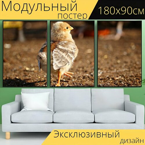 Модульный постер "Цыпленок, курица, птица" 180 x 90 см. для интерьера