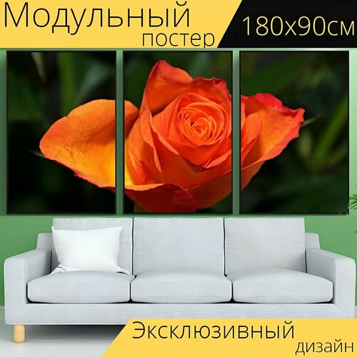 Модульный постер "Роза, цвести, апельсин" 180 x 90 см. для интерьера
