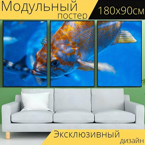 Модульный постер "Рыбы, апельсин, синий" 180 x 90 см. для интерьера