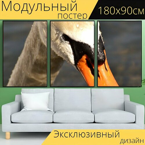 Модульный постер "Лебедь, водоплавающая птица, природа" 180 x 90 см. для интерьера