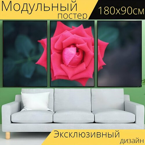 Модульный постер "Макрос, цветок, роза" 180 x 90 см. для интерьера