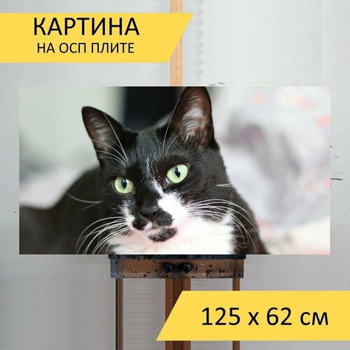 Картина на ОСП 125х62 см. "Кошачьи глаза, кошка, кошачий" горизонтальная, для интерьера, с креплениями