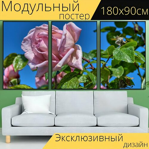 Модульный постер "Роза, цвести, любовь" 180 x 90 см. для интерьера