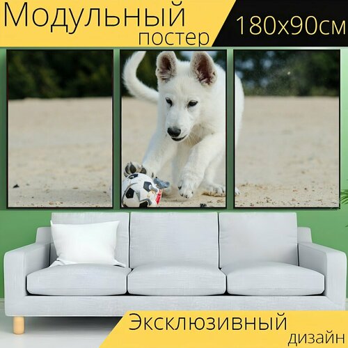 Модульный постер "Белая овчарка, щенок, собака щенок" 180 x 90 см. для интерьера