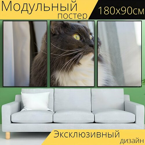 Модульный постер "Кошка, удивлен, пушистый" 180 x 90 см. для интерьера