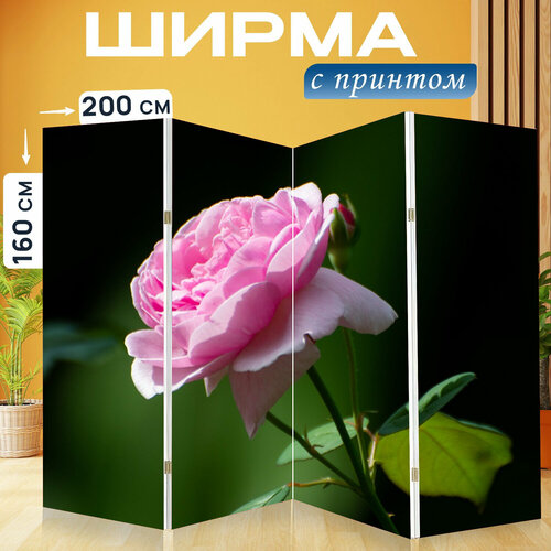 Ширма перегородка с принтом "Далат роза, роза, цветы" на холсте - 200x160 см. для зонирования, раскладная